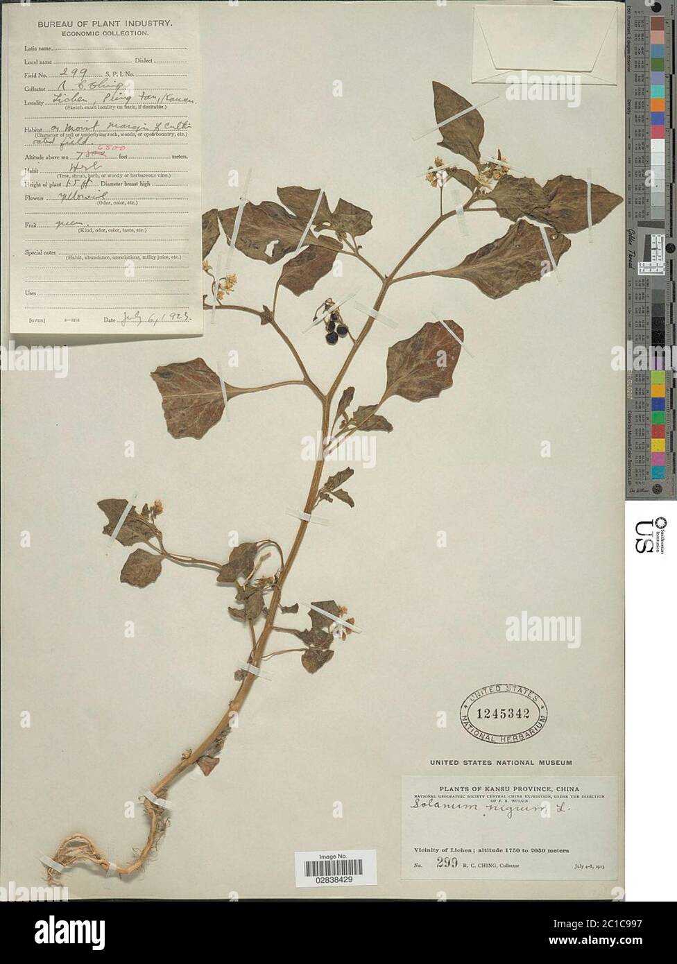 Solanum nigrum l Banque de photographies et d’images à haute résolution ...