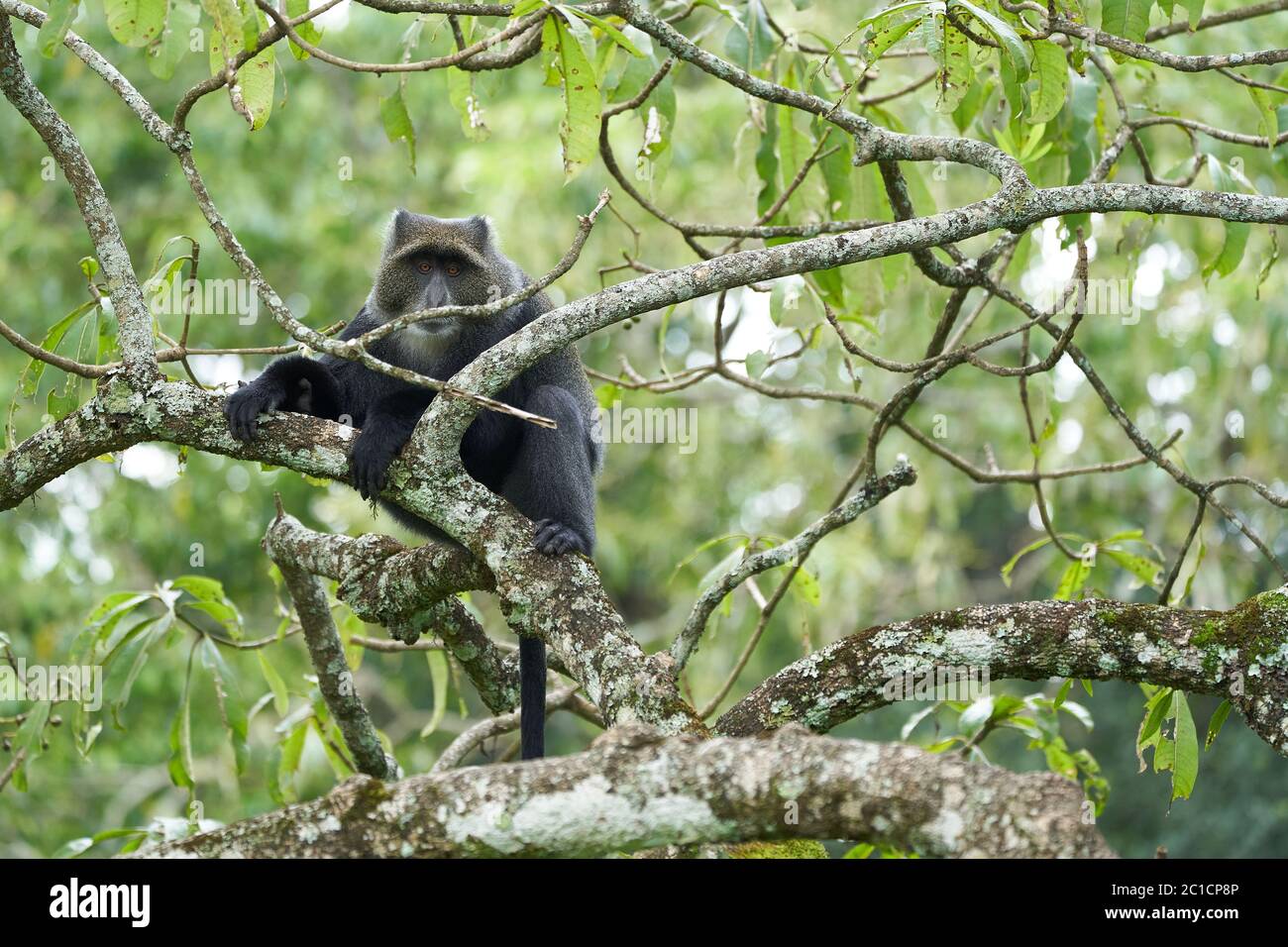 Singe bleu singe diademed Cercopithecus mitis Portrait espèces de la ...