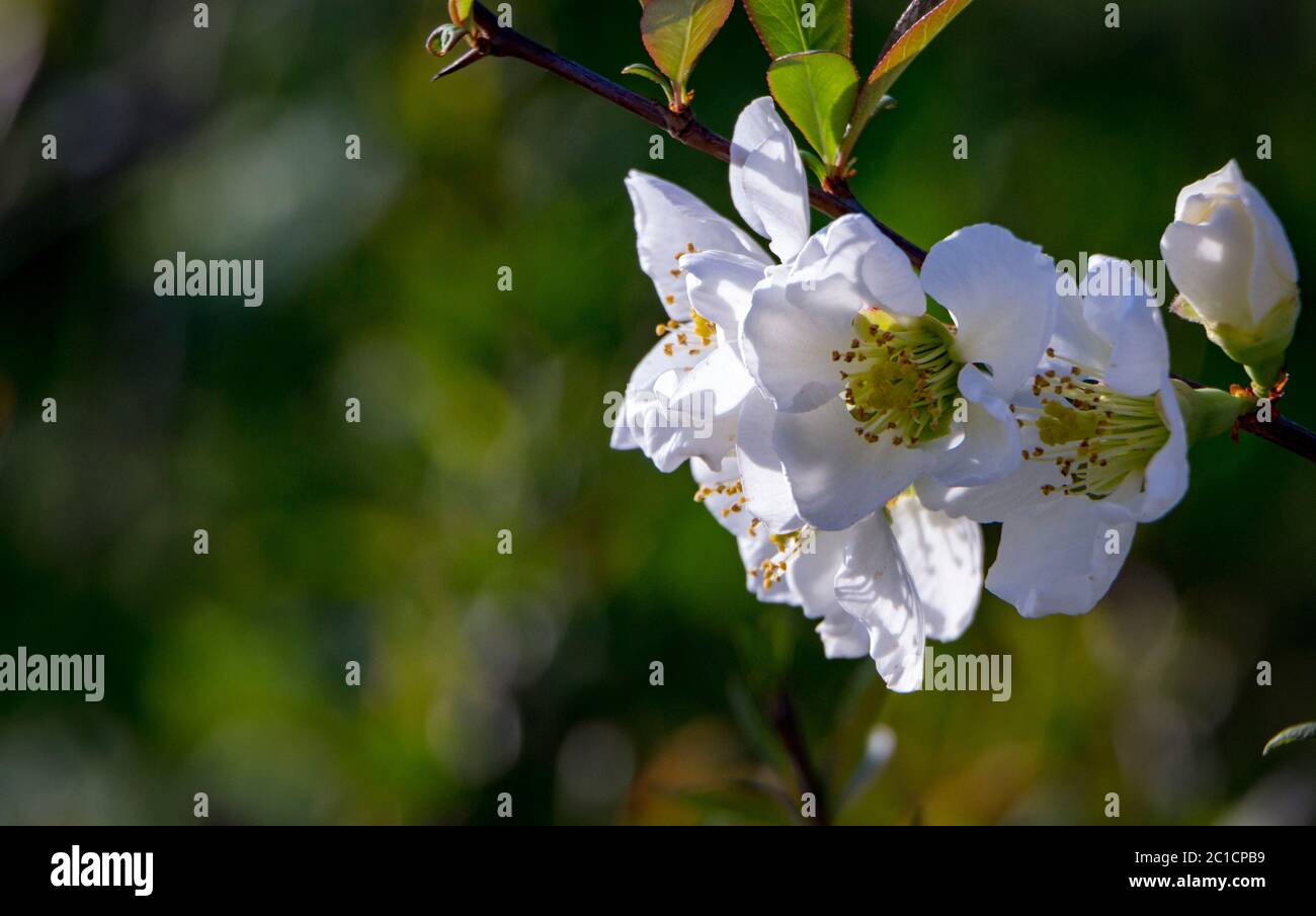 Fleurs de coing blanc Banque de photographies et d’images à haute ...