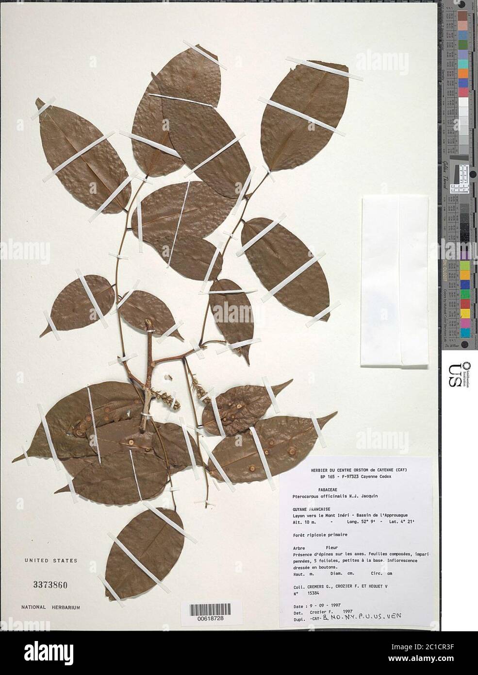 Pterocarpus officinalis Banque de photographies et d’images à haute ...