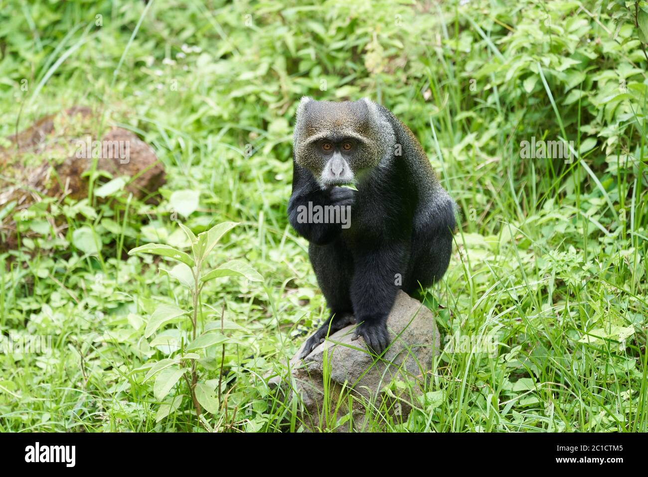 Singe bleu singe diademed Cercopithecus mitis Portrait espèces de la ...