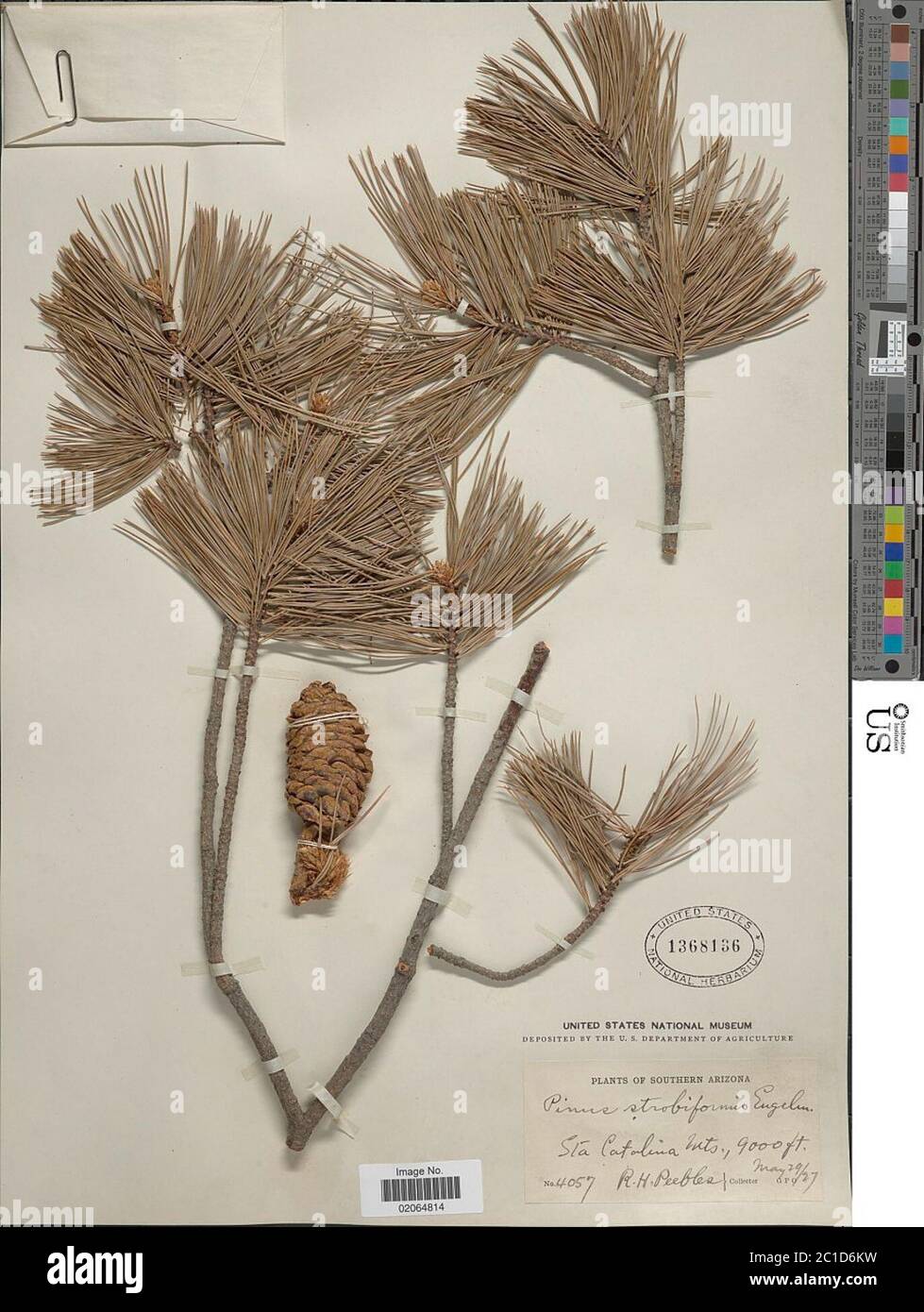 Pinus strobiformis Banque de photographies et d’images à haute ...