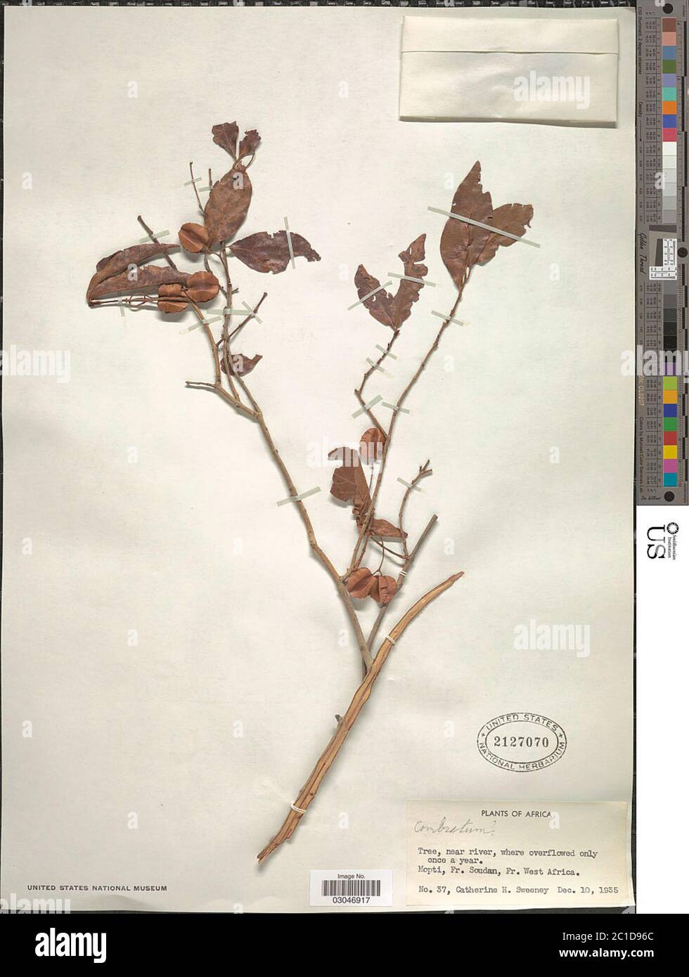 Combretum sp Banque de photographies et d’images à haute résolution - Alamy