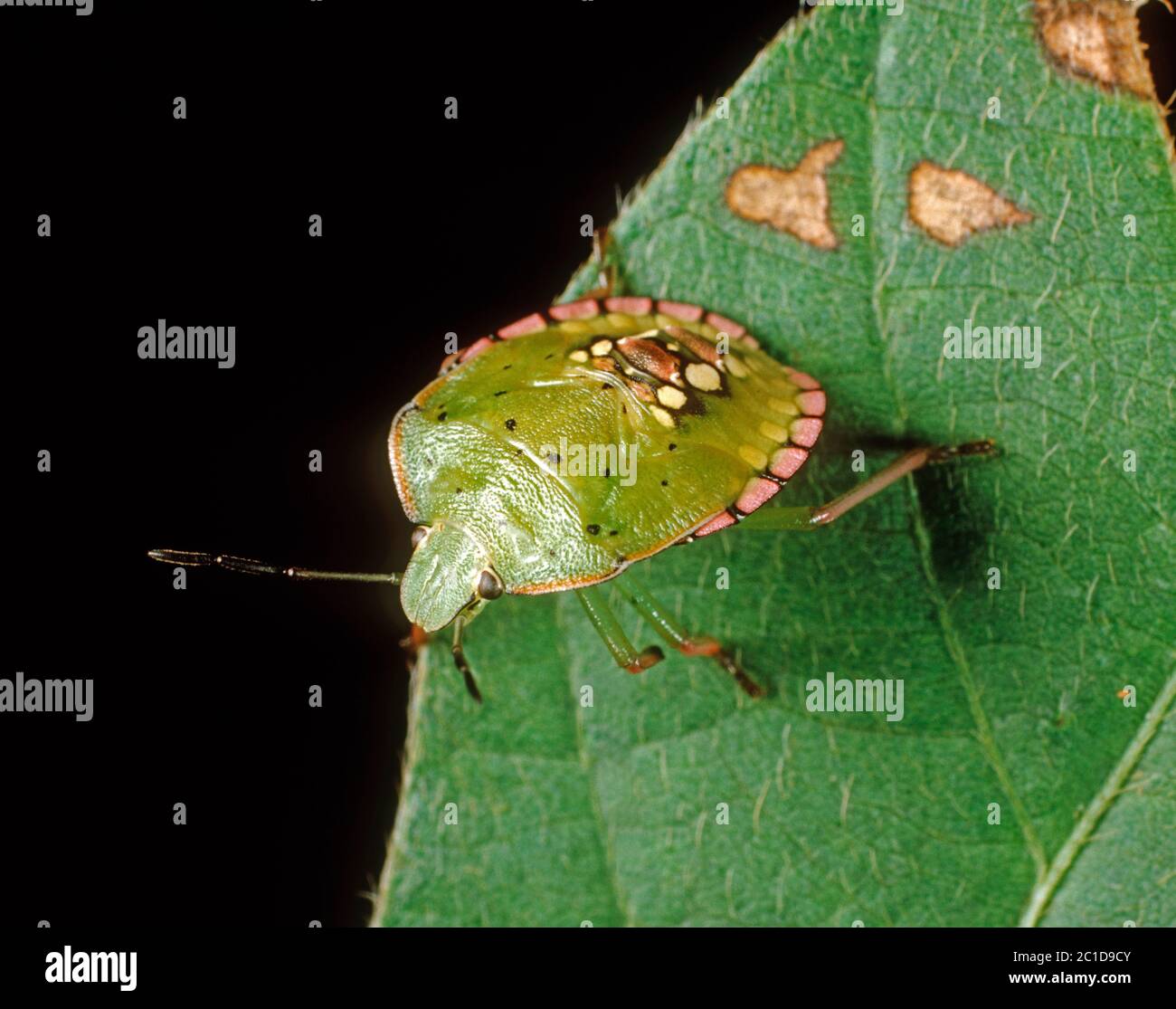 Bouclier punaise nymphe Banque de photographies et d’images à haute ...