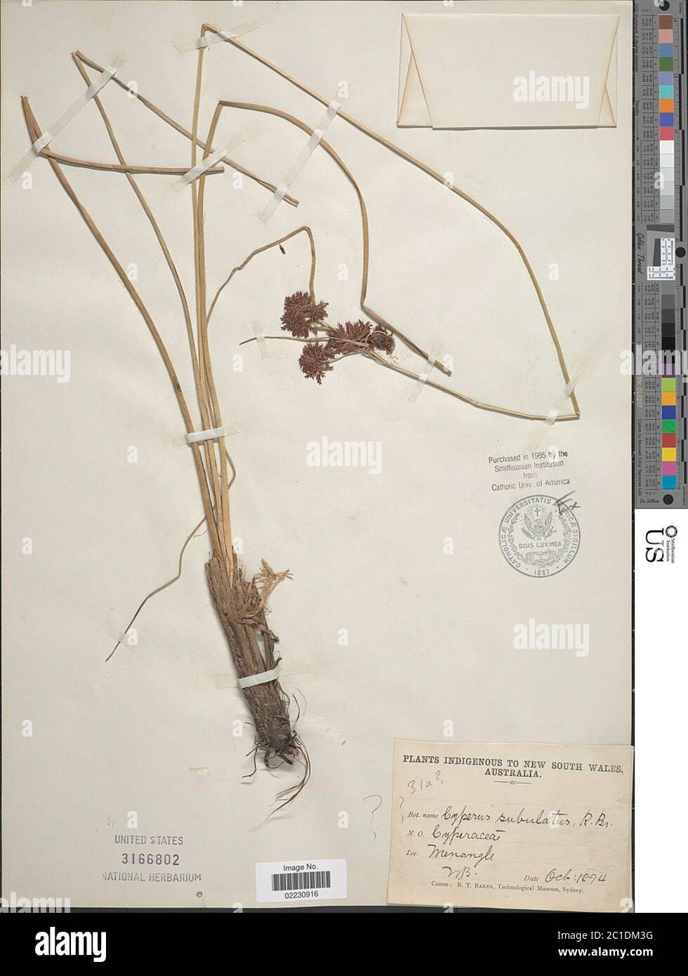 Cyperus cyperus sp Banque de photographies et d’images à haute ...