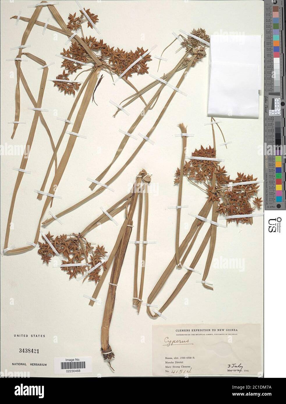 Cyperus cyperus sp Banque de photographies et d’images à haute ...