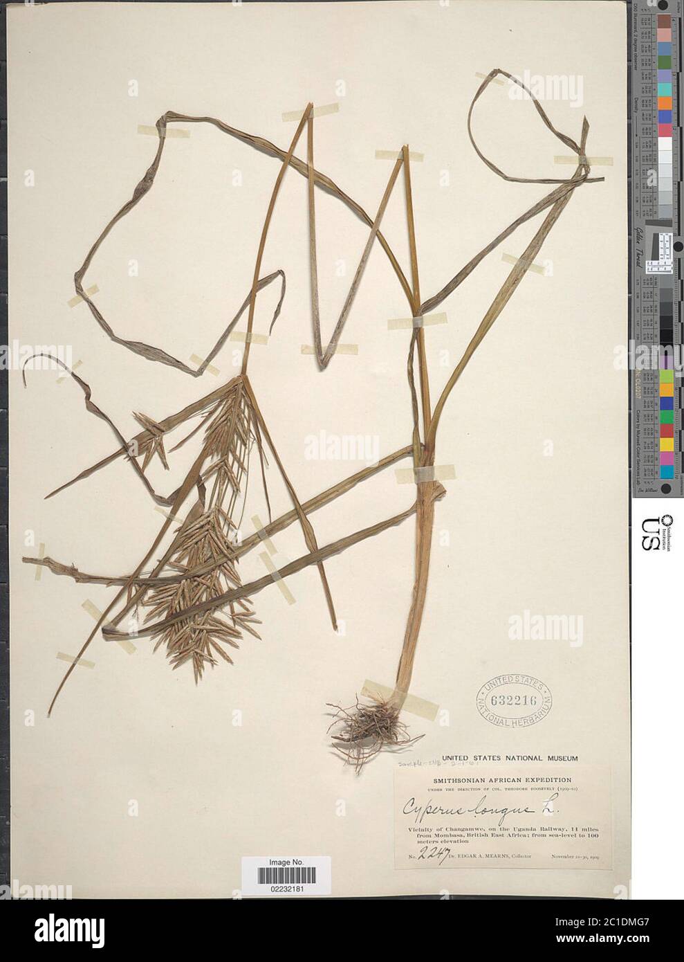 Cyperus sp Cyperus sp Photo Stock - Alamy