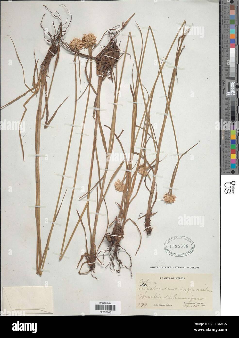 Cyperus cyperus sp Banque de photographies et d’images à haute ...