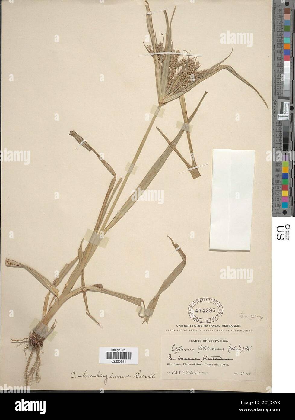 Cyperus cyperus sp Banque de photographies et d’images à haute ...