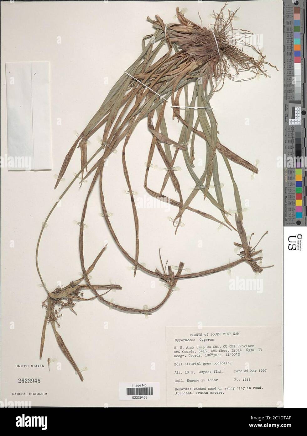 Cyperus cyperus sp Banque de photographies et d’images à haute ...