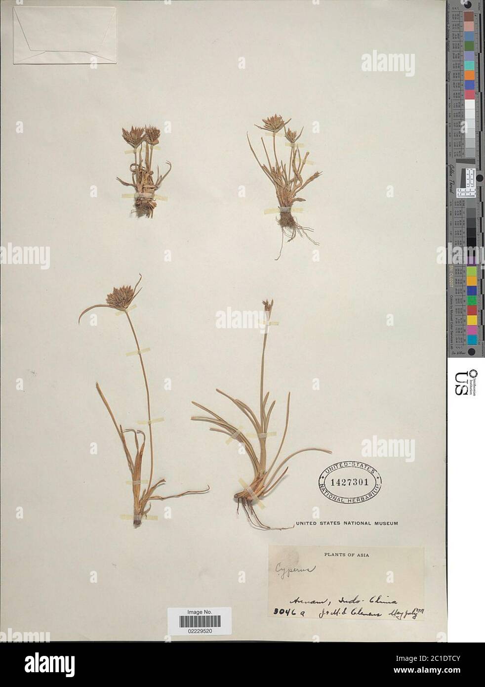 Cyperus cyperus sp Banque de photographies et d’images à haute ...