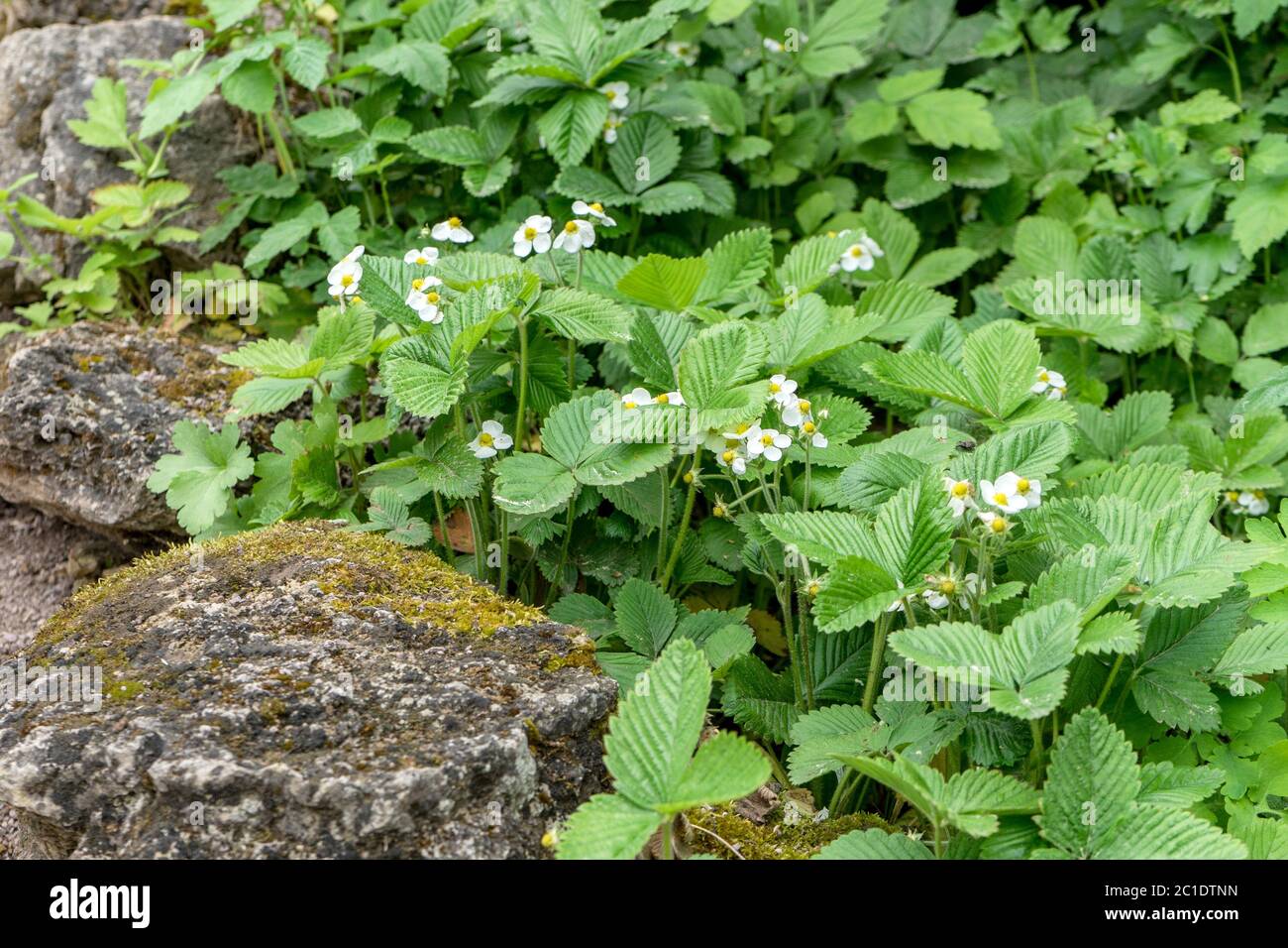 Fraises des bois Banque de photographies et d’images à haute résolution ...