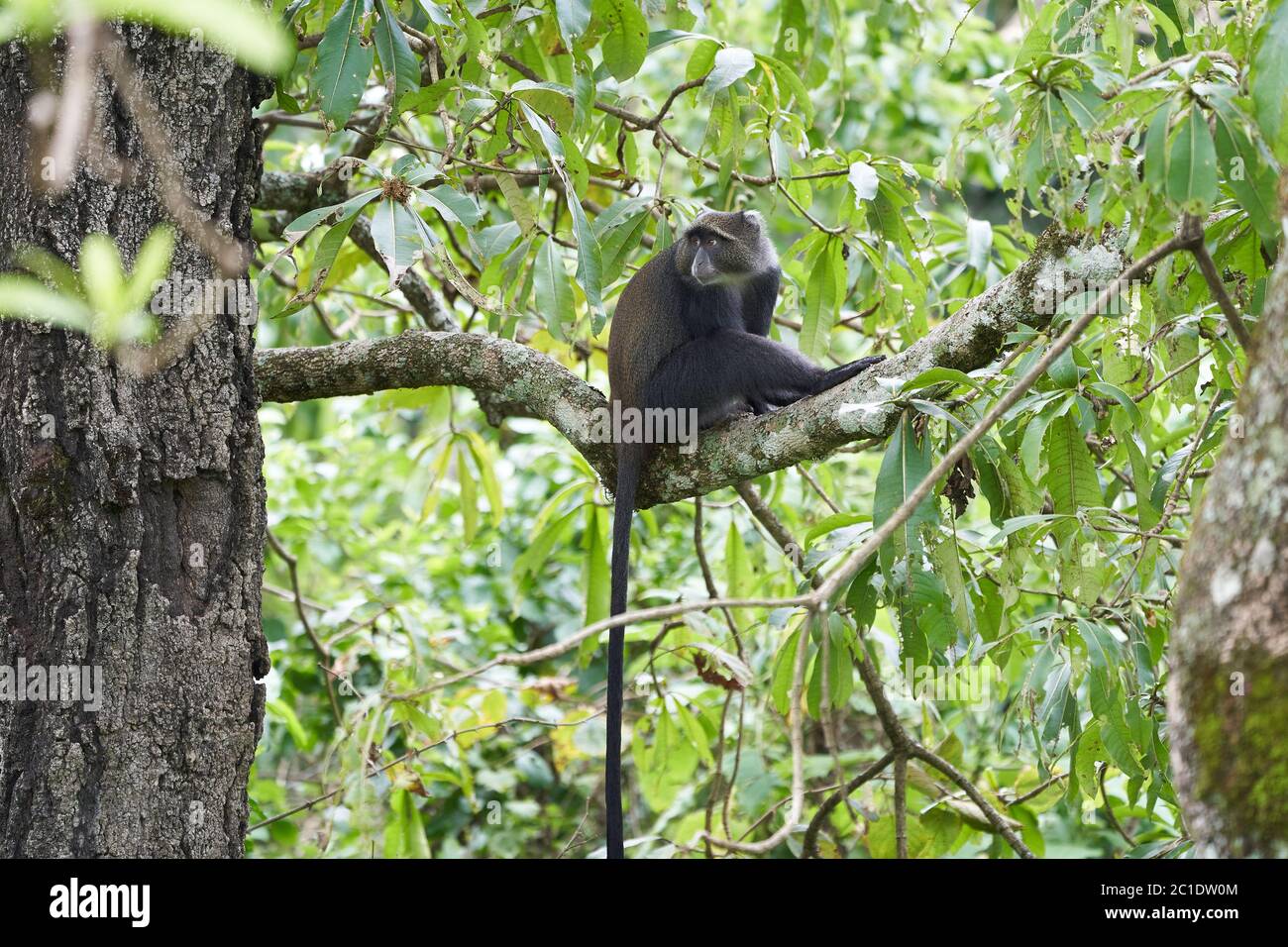 Singe bleu singe diademed Cercopithecus mitis Portrait espèces de la ...