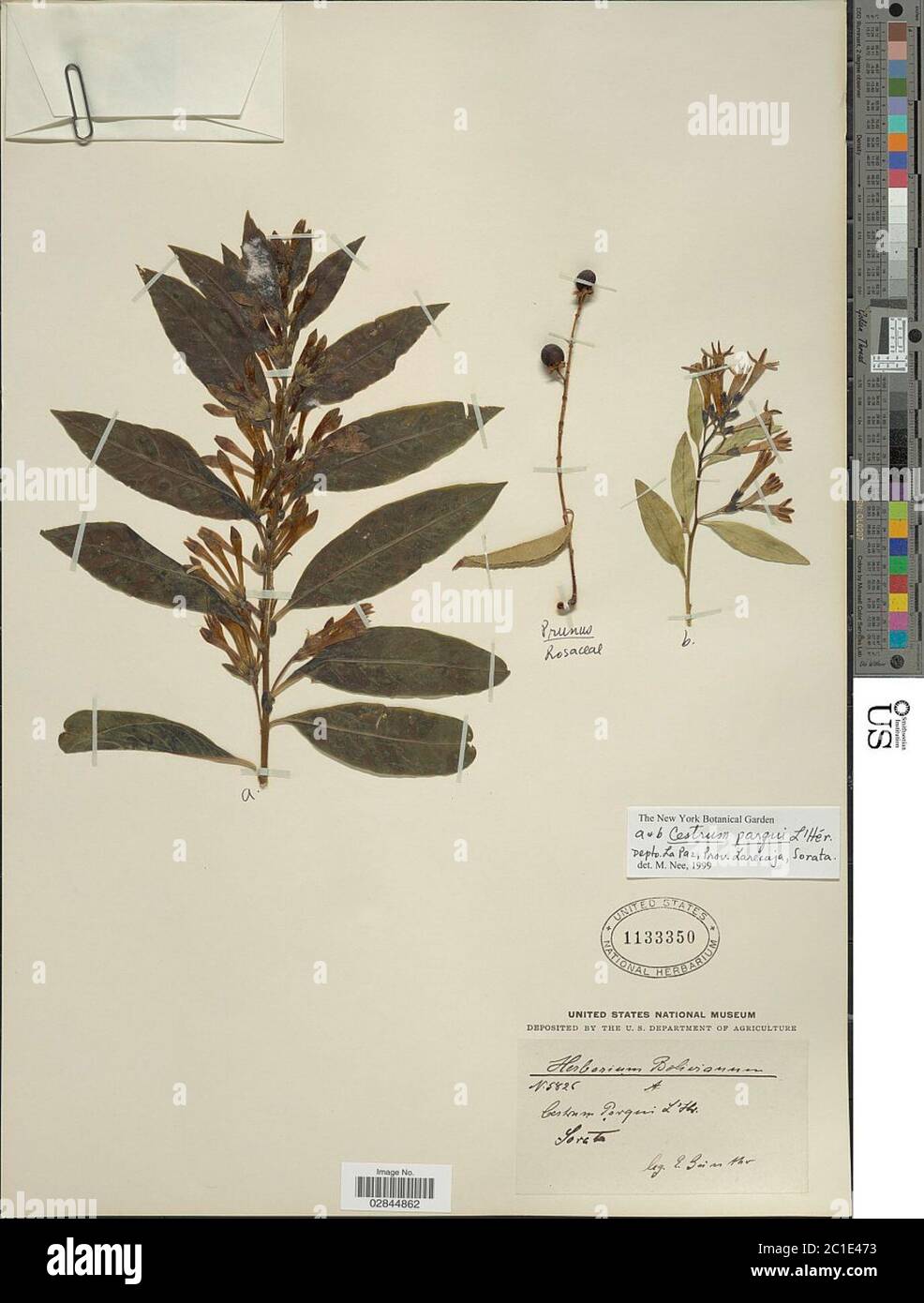 Cestrum parqui Banque de photographies et d’images à haute résolution ...