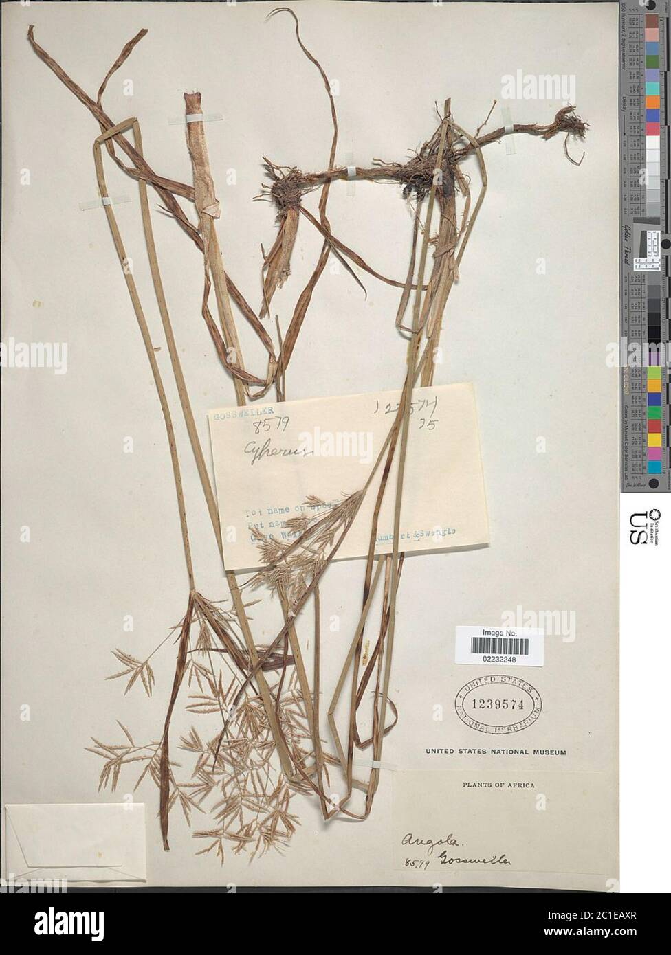 Cyperus cyperus sp Banque de photographies et d’images à haute ...