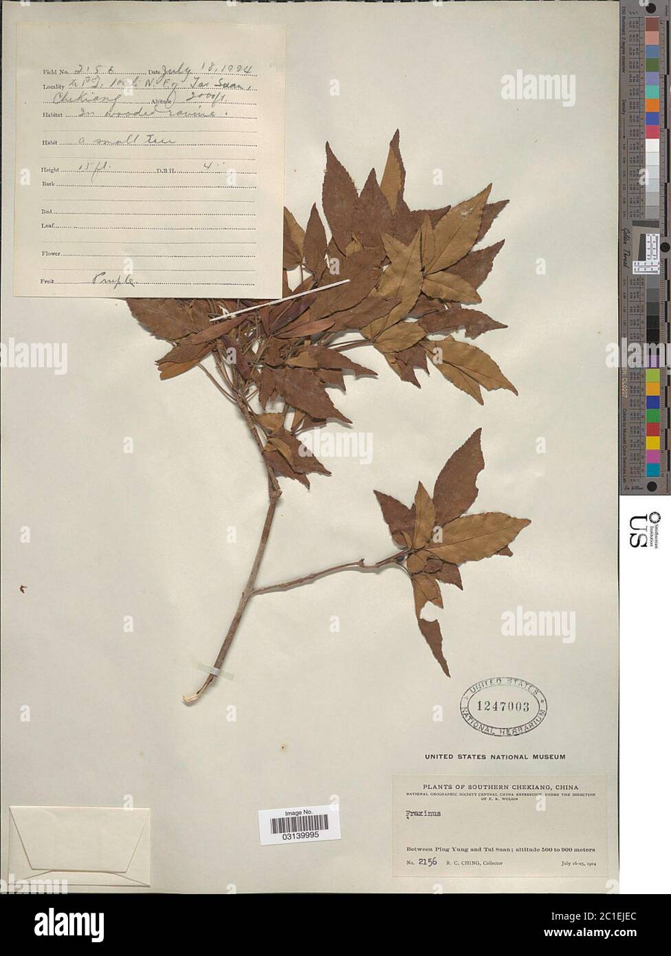 Fraxinus sp Banque de photographies et d’images à haute résolution - Alamy