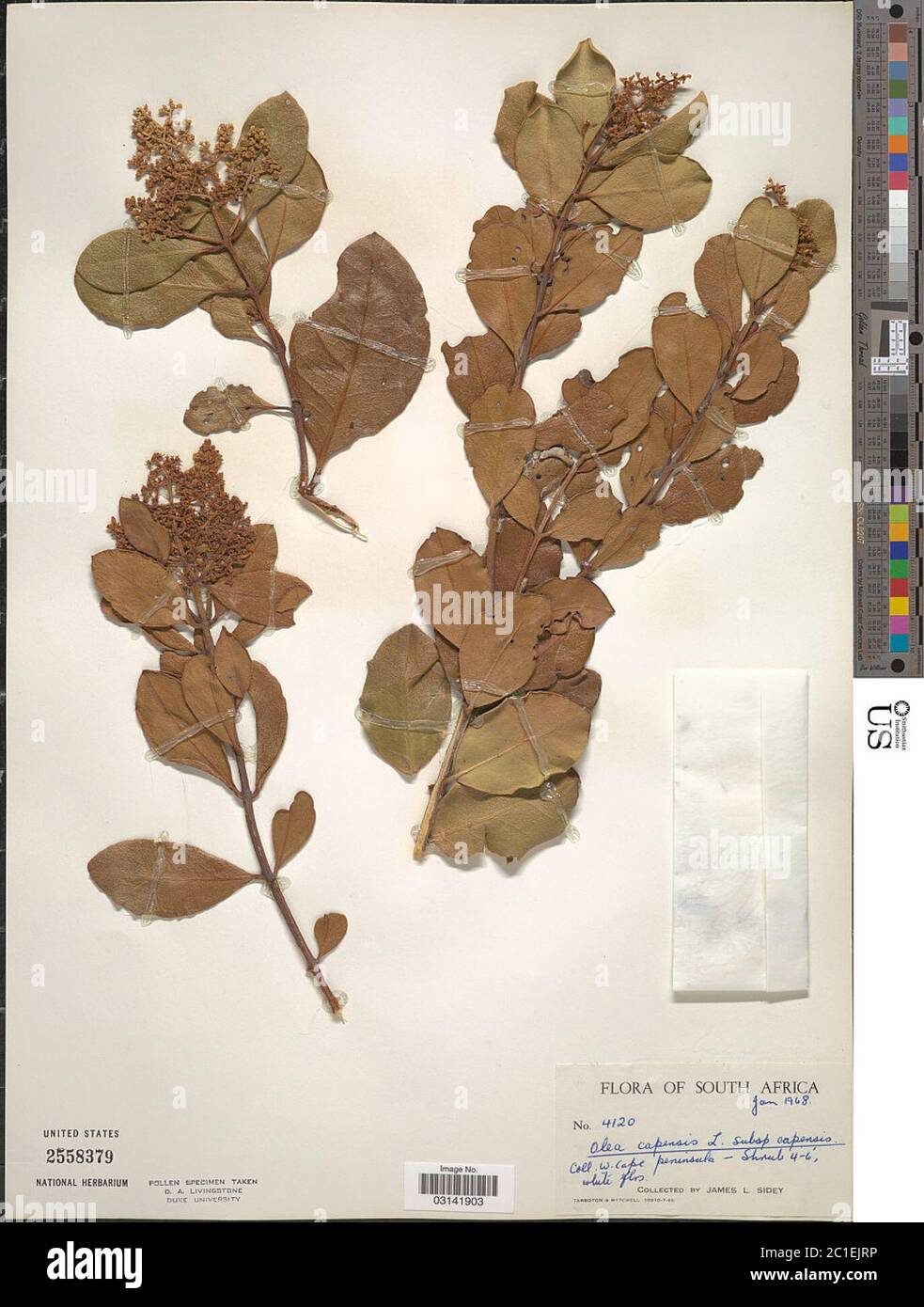 Olea capensis Banque de photographies et d’images à haute résolution ...