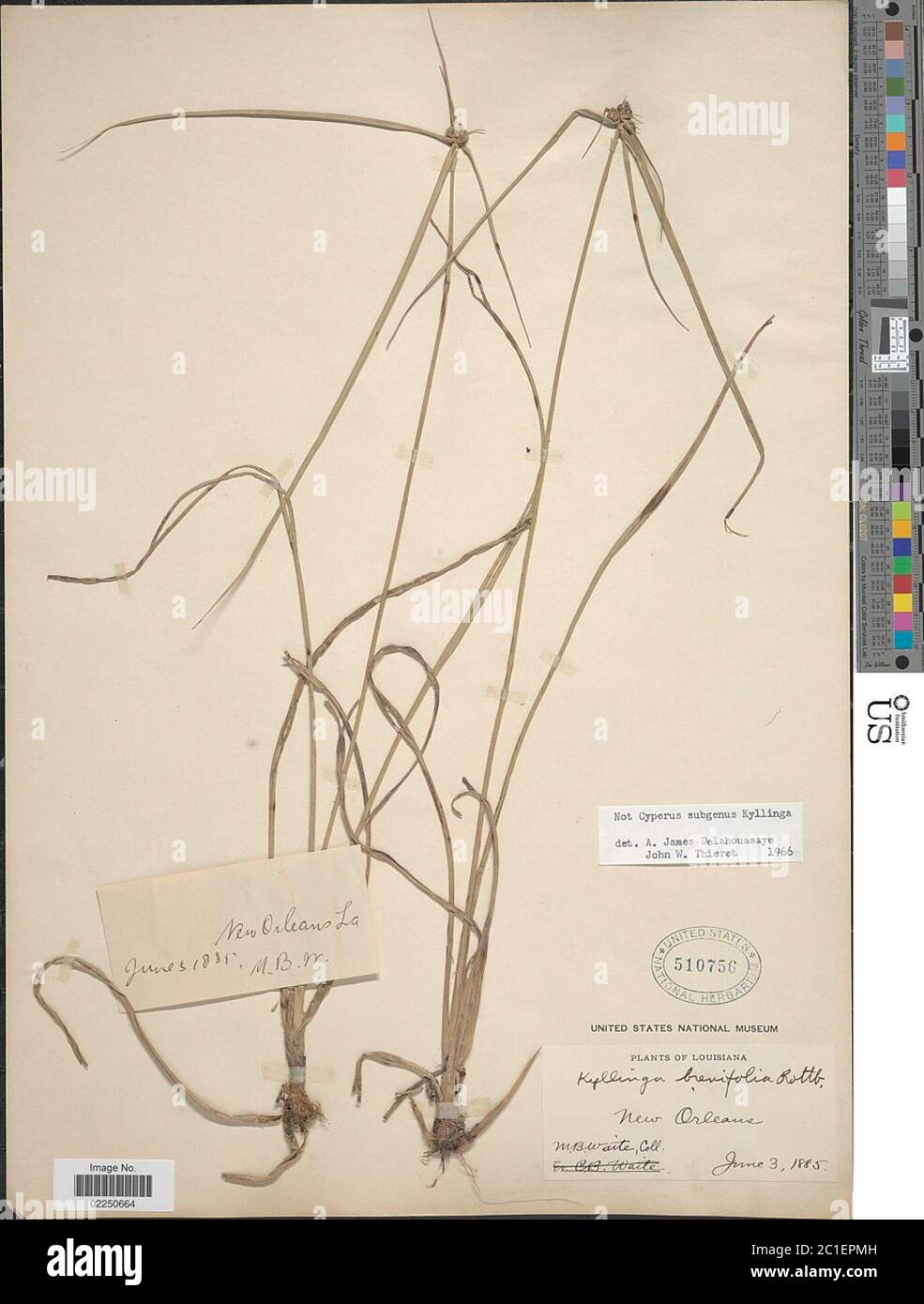 Cyperus cyperus sp Banque de photographies et d’images à haute ...