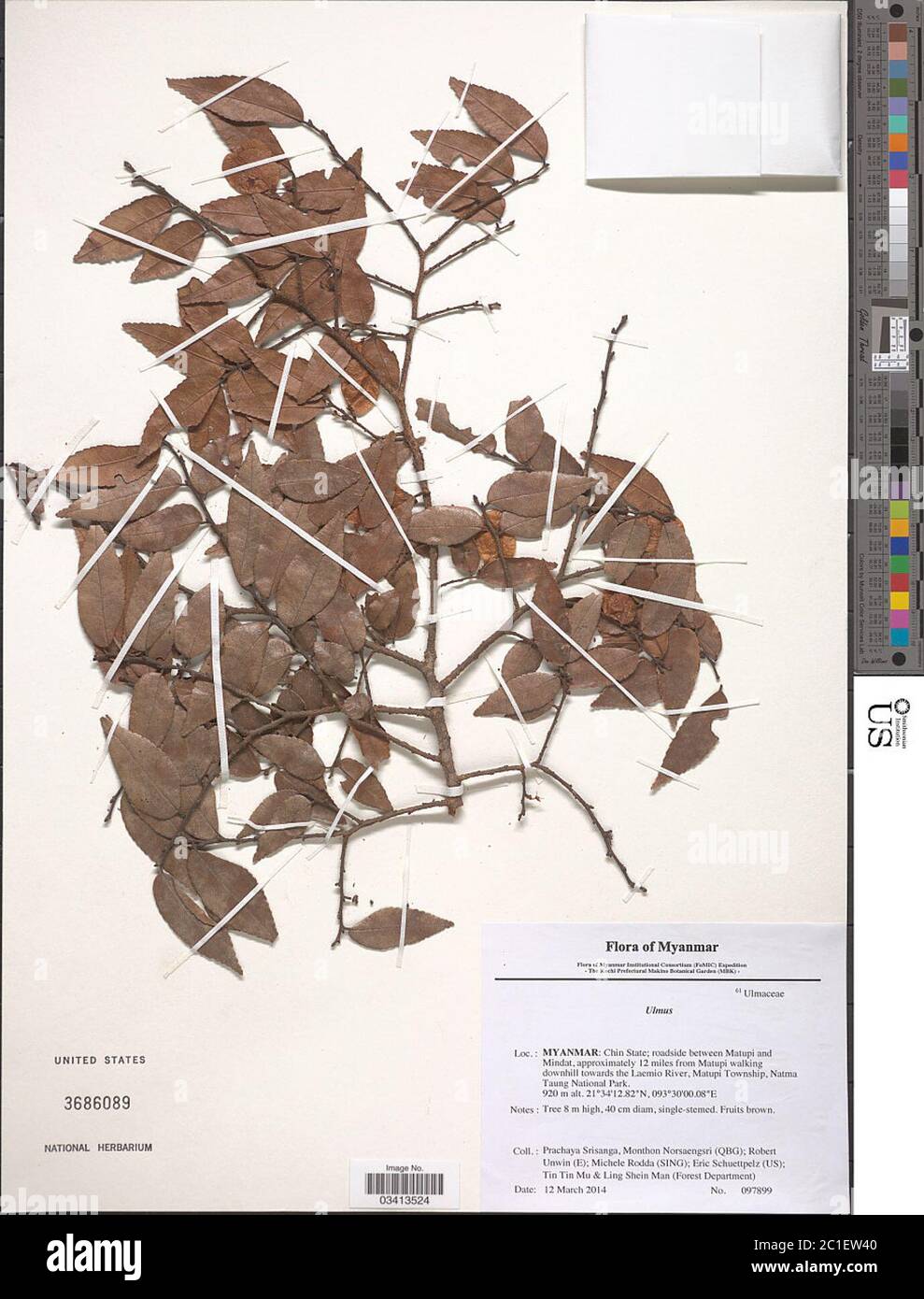 Ulmus sp Banque de photographies et d’images à haute résolution - Alamy