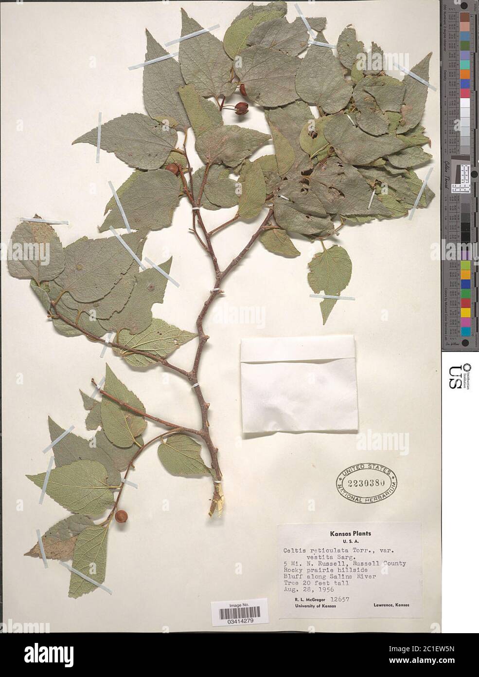 Celtis reticulata Banque de photographies et d’images à haute ...