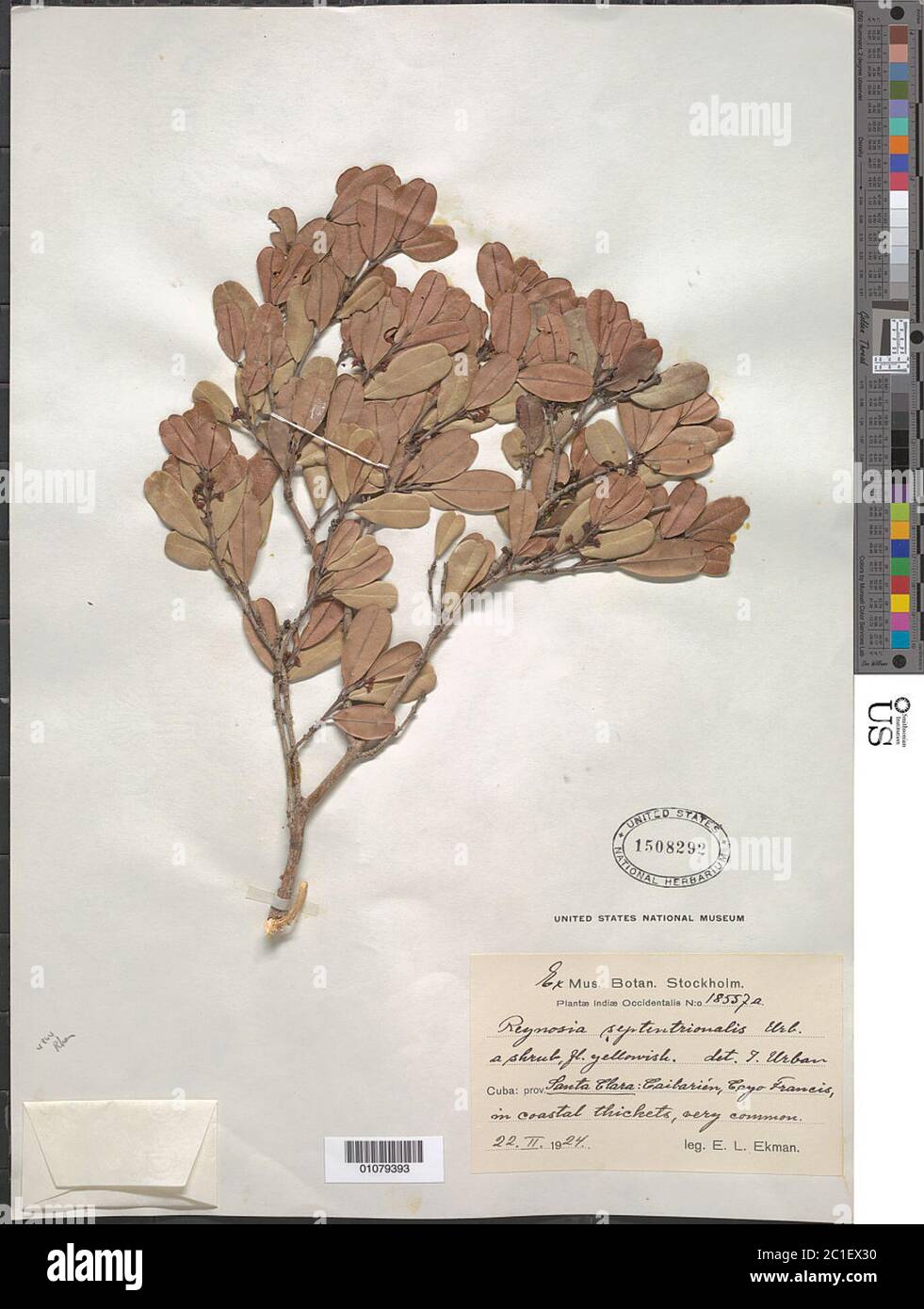 Reynosia septentrionalis Banque de photographies et d’images à haute ...