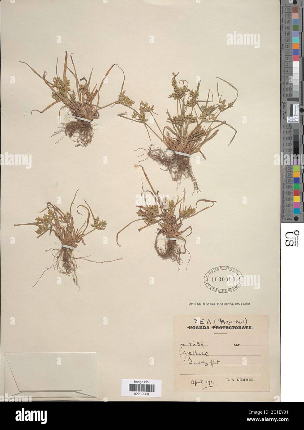 Cyperus cyperus sp Banque de photographies et d’images à haute ...