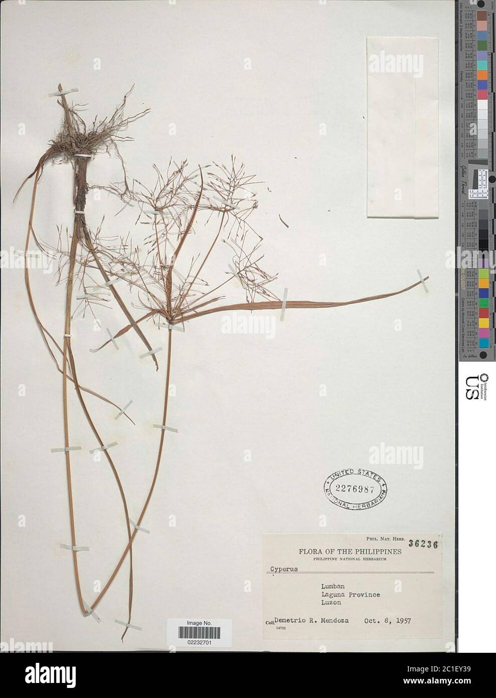Cyperus cyperus sp Banque de photographies et d’images à haute ...