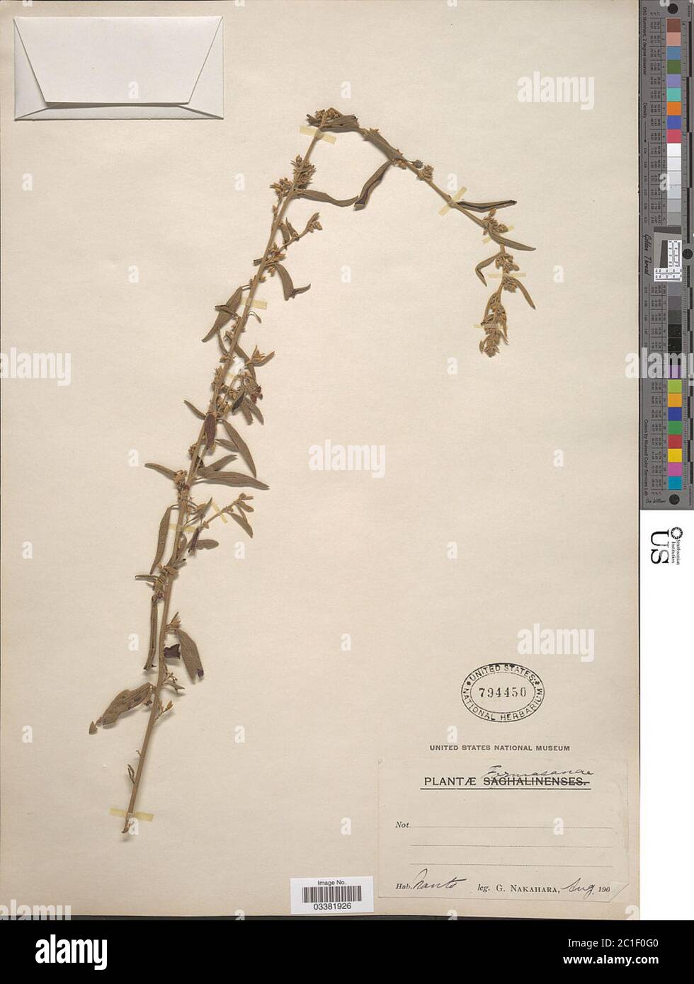 Plante helicteres angustifolia Banque de photographies et d’images à ...