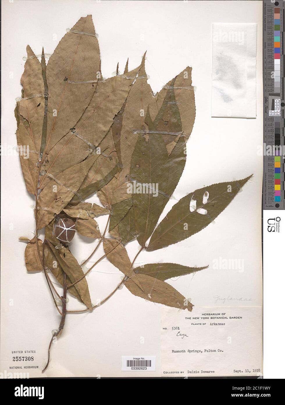 Carya sp Banque de photographies et d’images à haute résolution - Alamy