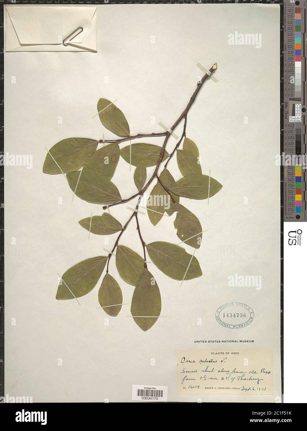 Dirca palustris Banque de photographies et d’images à haute résolution ...
