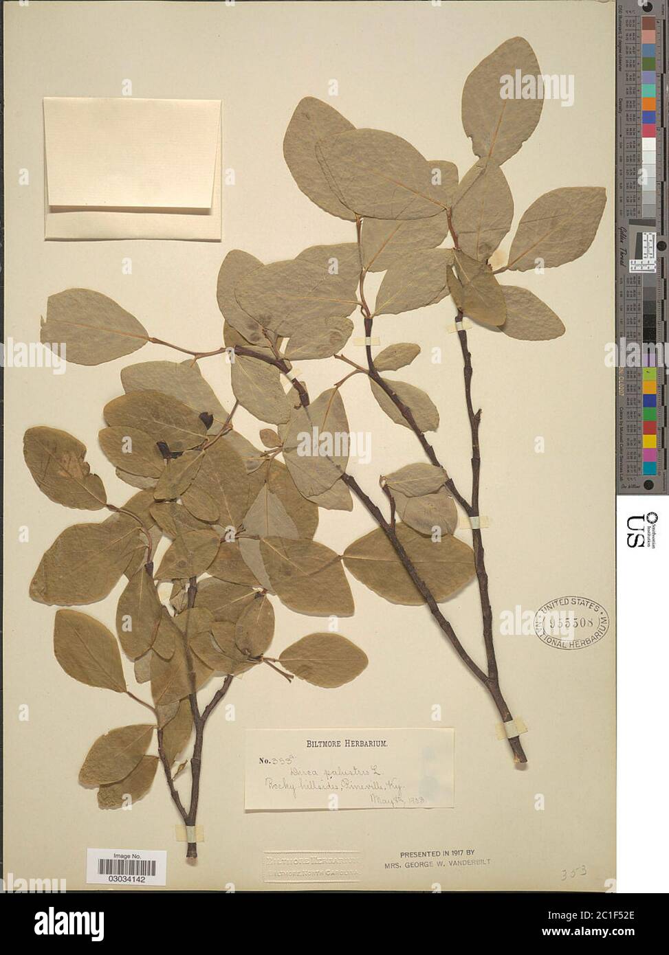 Dirca palustris Banque de photographies et d’images à haute résolution ...