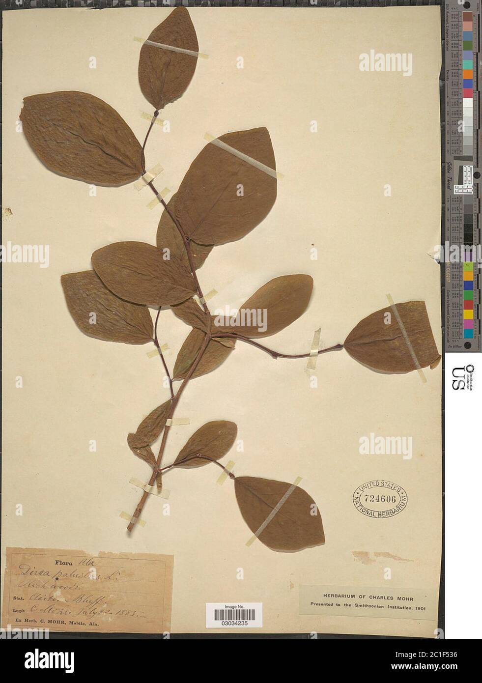 Dirca palustris Banque de photographies et d’images à haute résolution ...