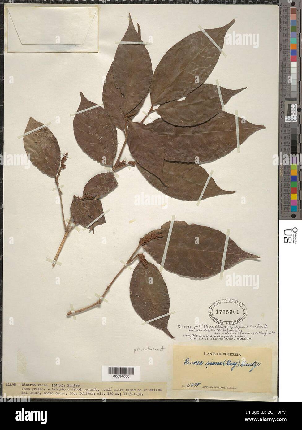 Rinorea pubiflora var grandifolia Eichler Hekking Rinorea pubiflora var ...