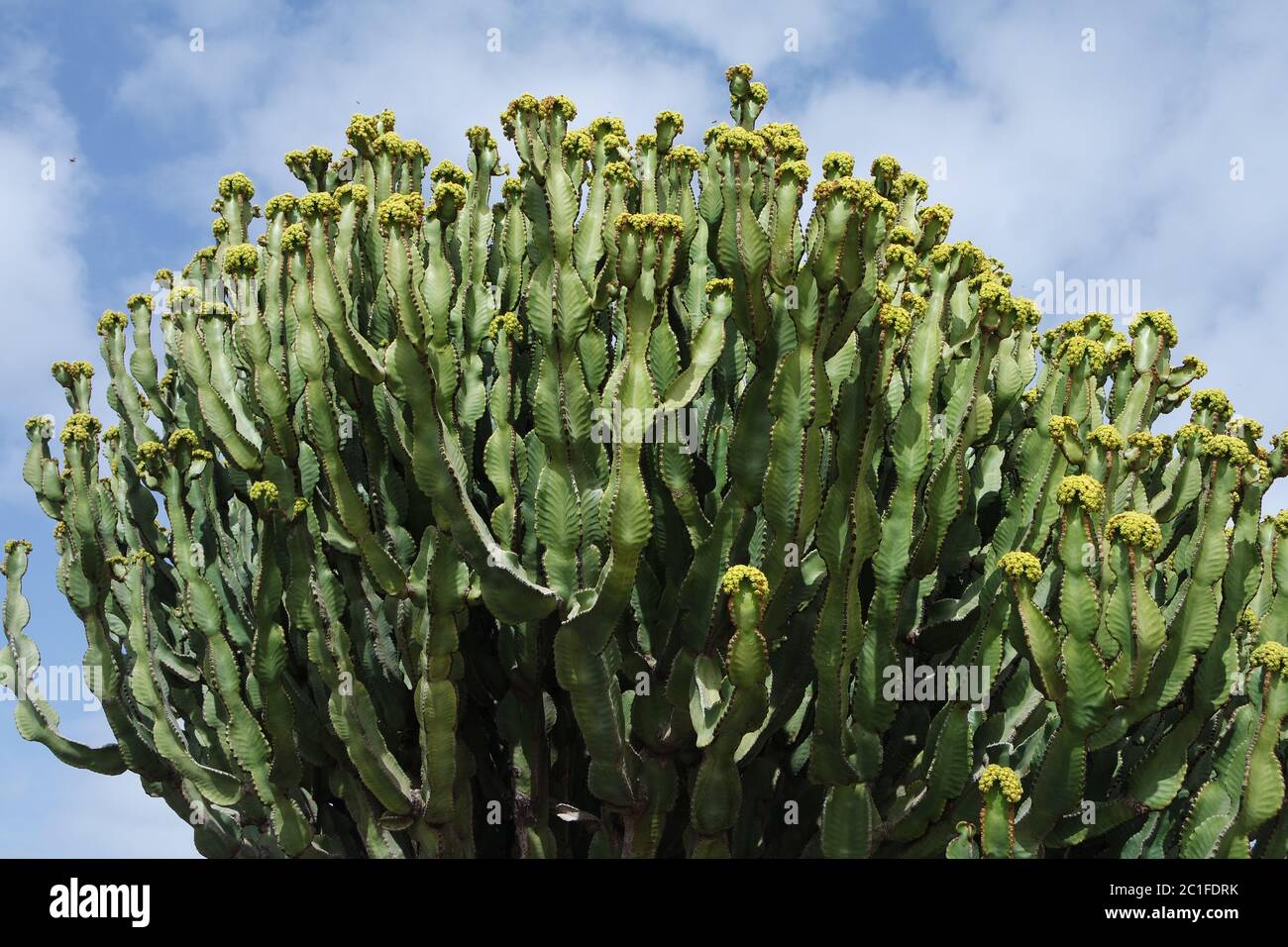Cactus euphorbia ingens Banque de photographies et d’images à haute ...