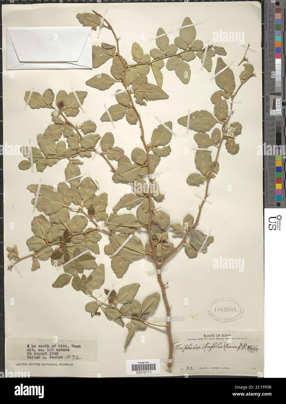 Triphasia trifolia Banque de photographies et d’images à haute ...