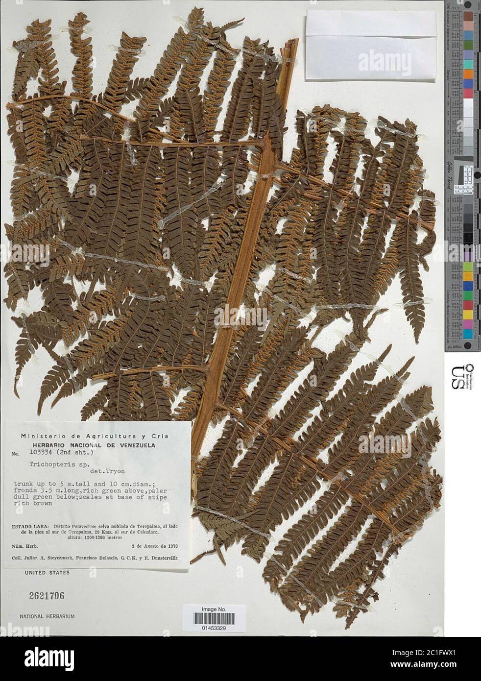 Tree fern cyathea sp Banque de photographies et d’images à haute ...