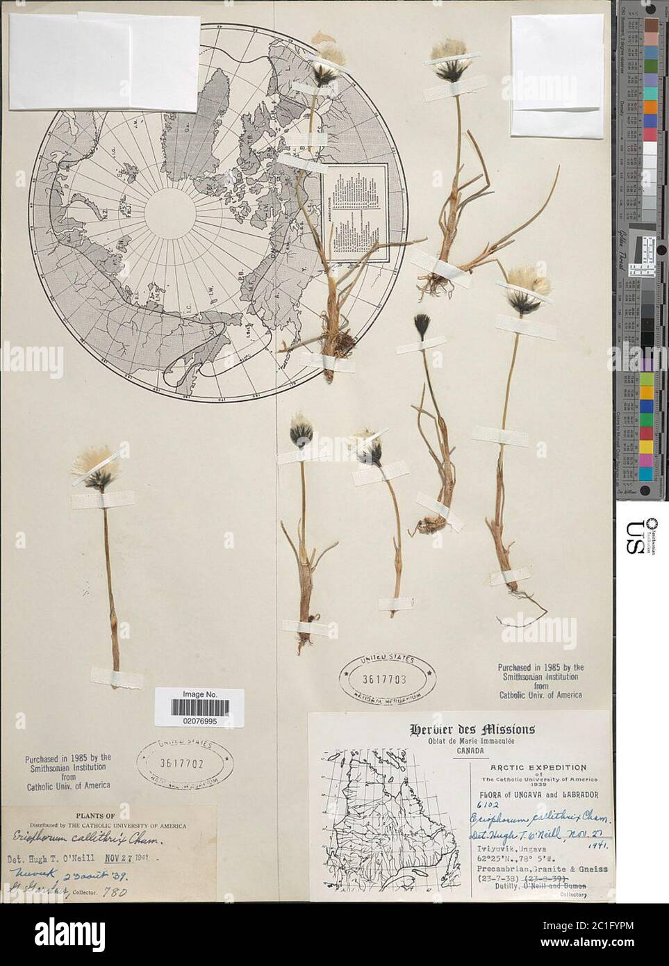 Eriophorum callitrix Banque de photographies et d’images à haute ...