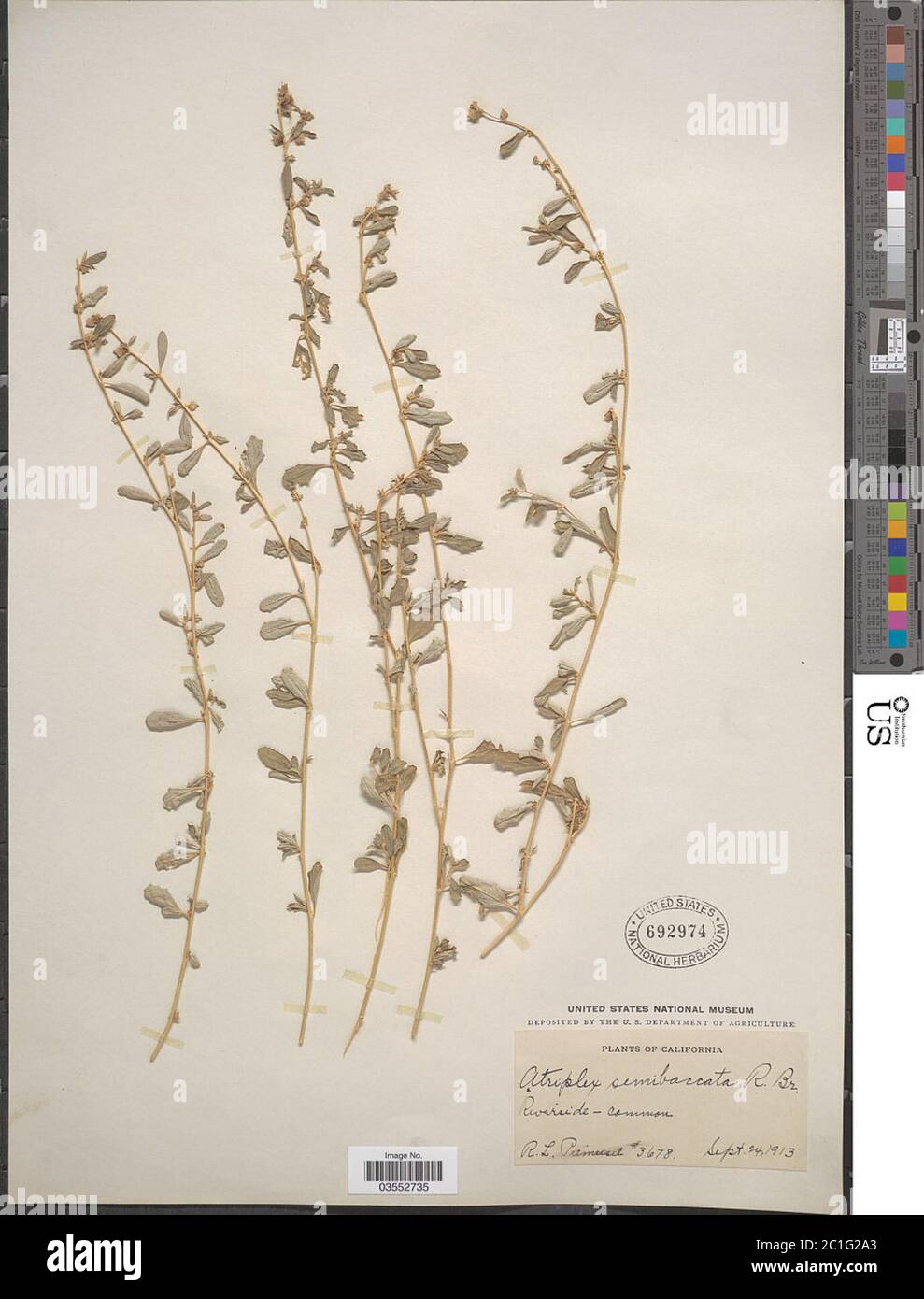 Atriplex semibaccata Banque de photographies et d’images à haute ...