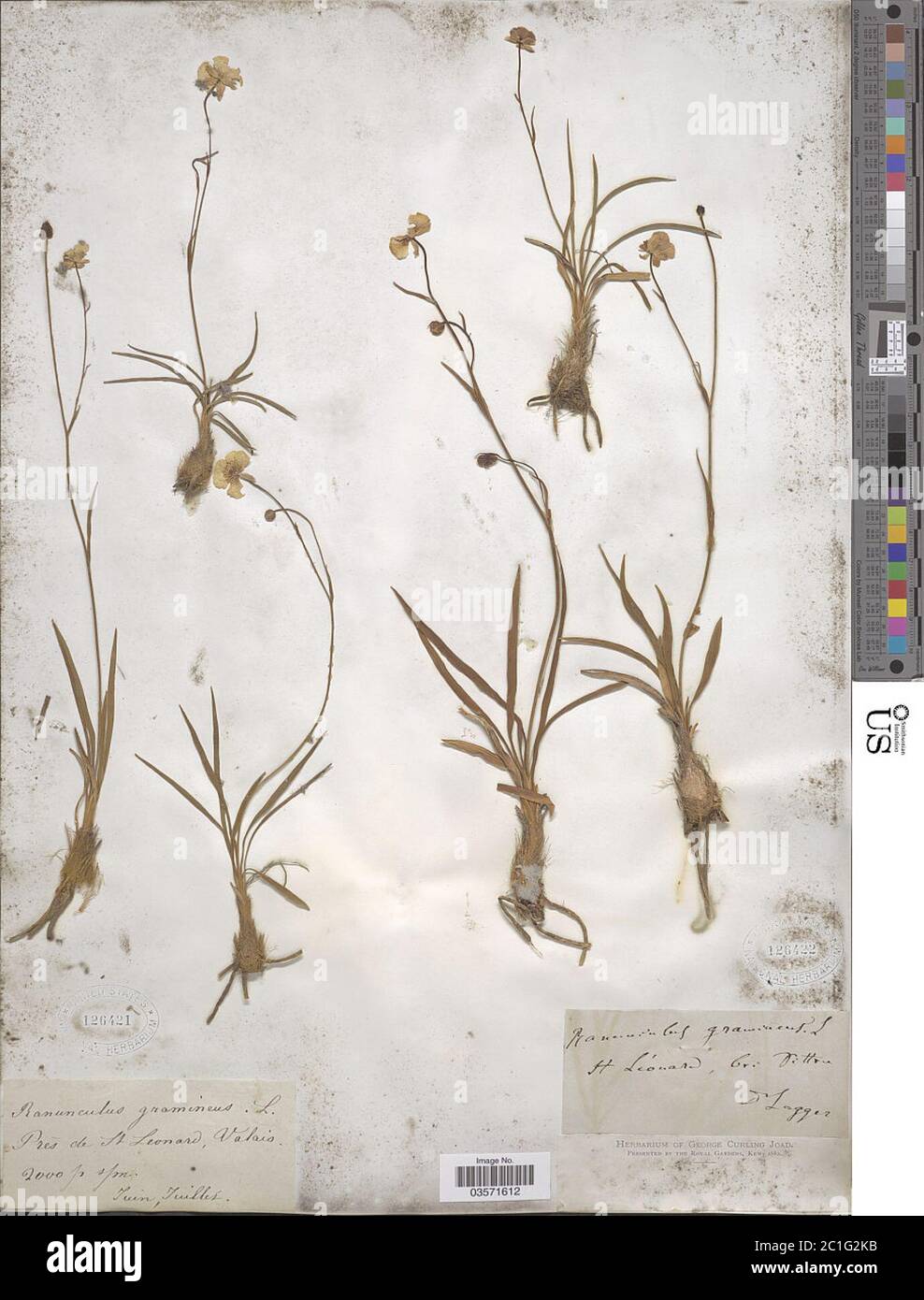 Ranunculus gramineus Banque de photographies et d’images à haute ...