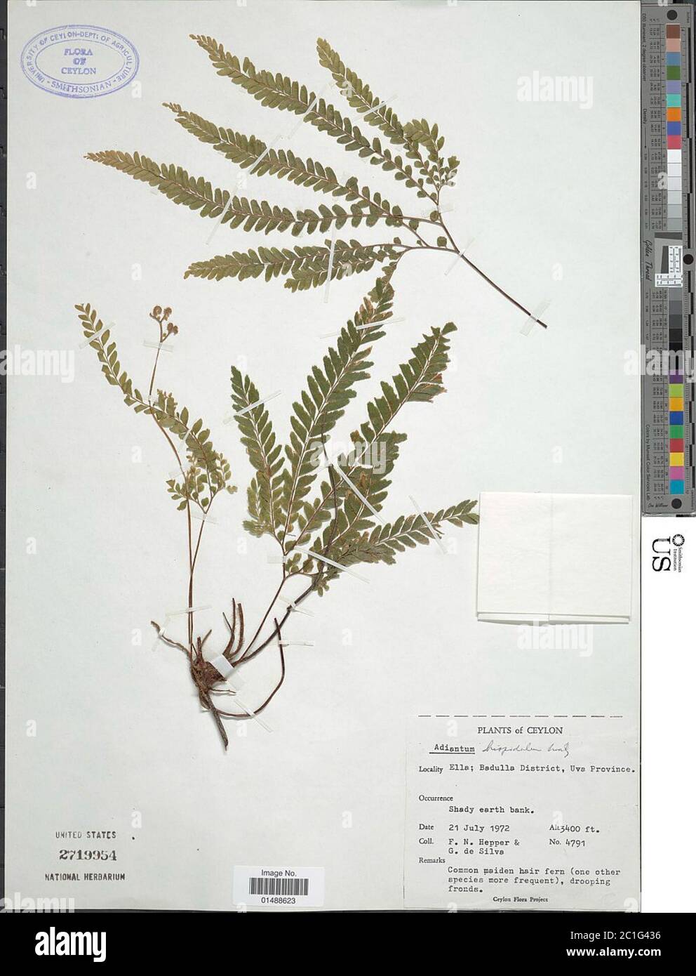 Adiantum hispidulum Banque de photographies et d’images à haute ...