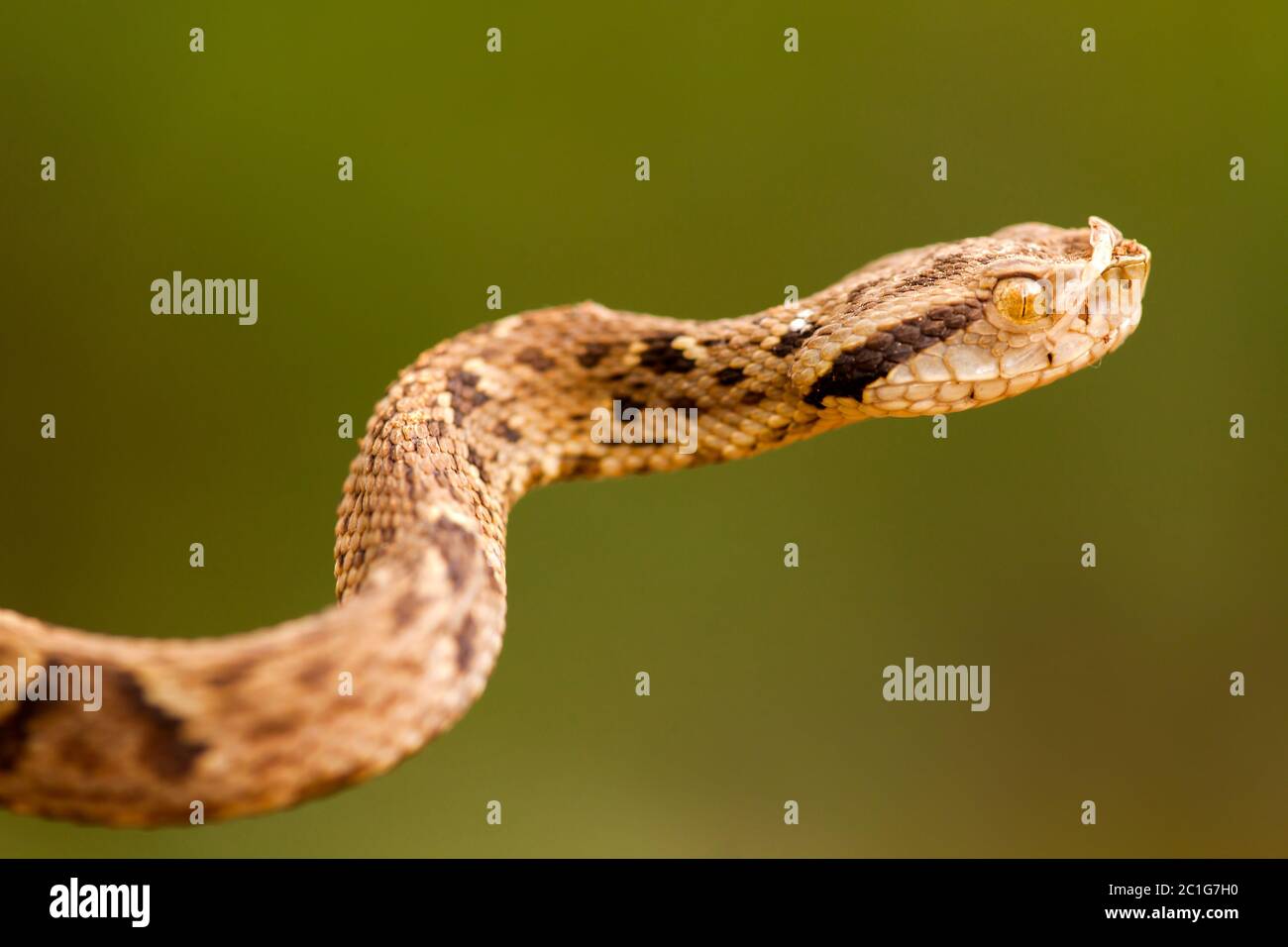 Bothrops jararaca Banque de photographies et d’images à haute ...