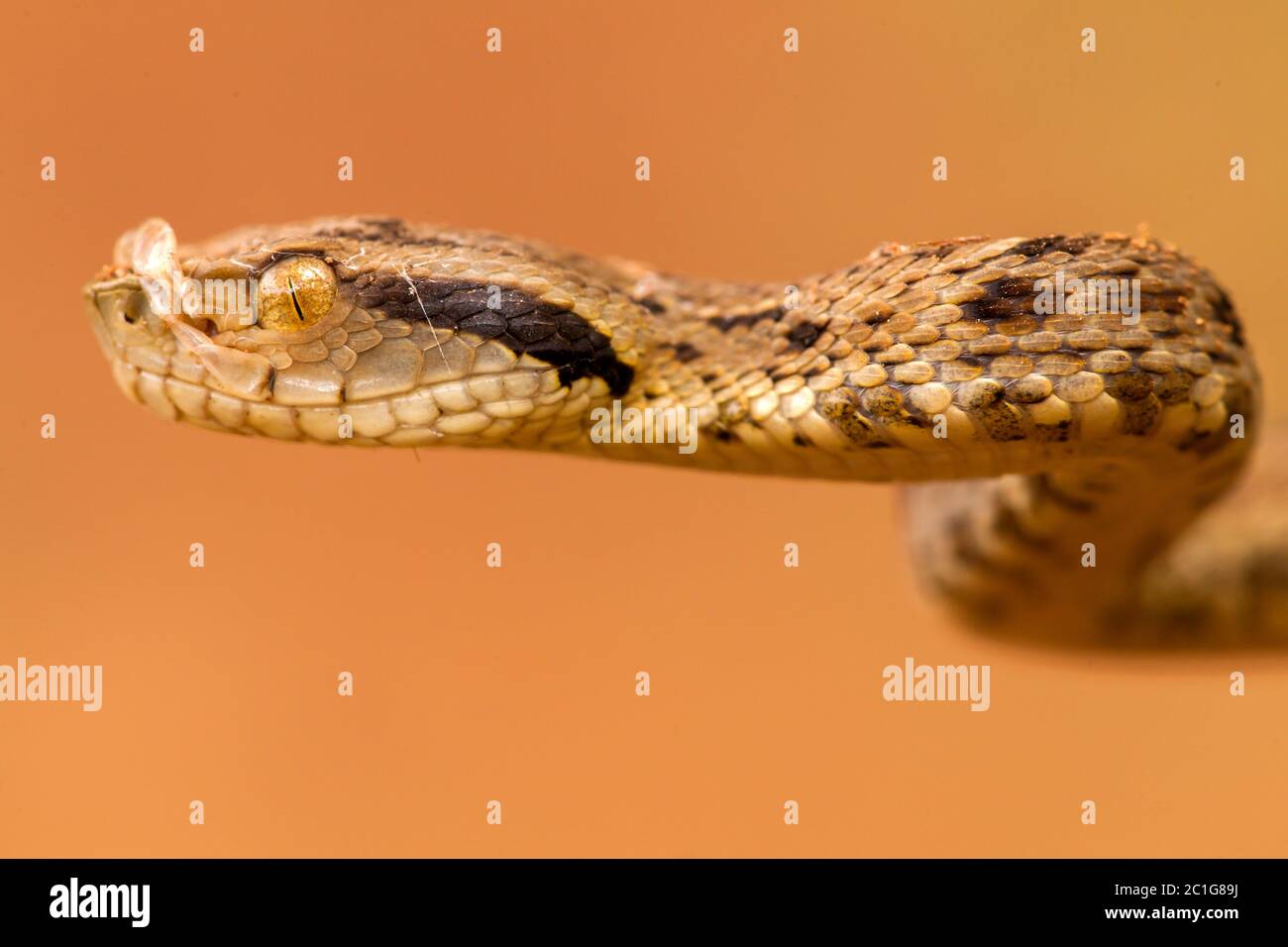 Bothrops jararaca brazil jararaca Banque de photographies et d’images à ...