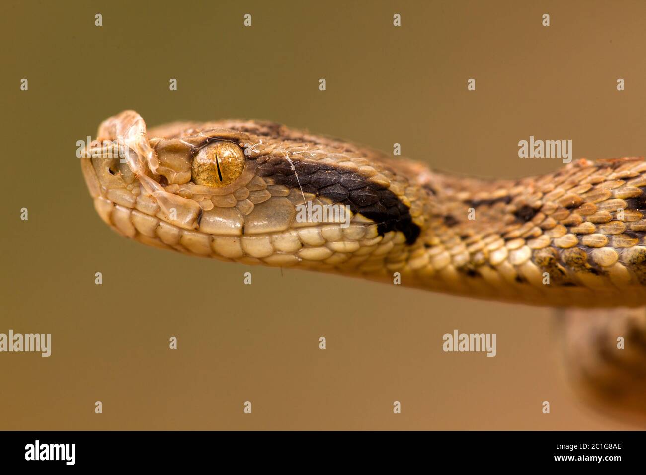 Bothrops jararaca brazil jararaca Banque de photographies et d’images à ...