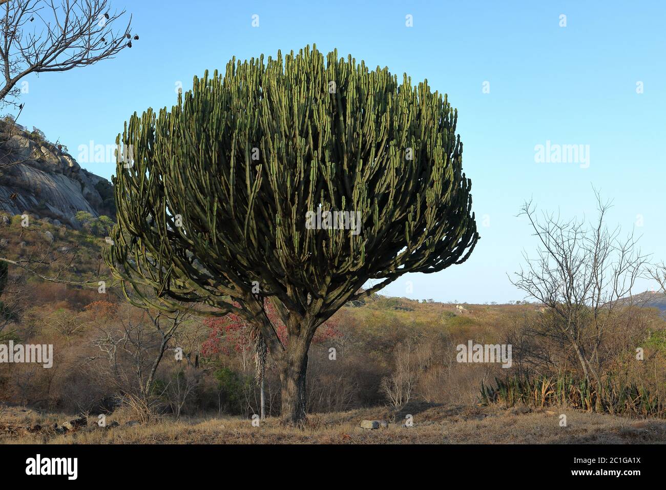 African cactus Banque de photographies et d’images à haute résolution ...
