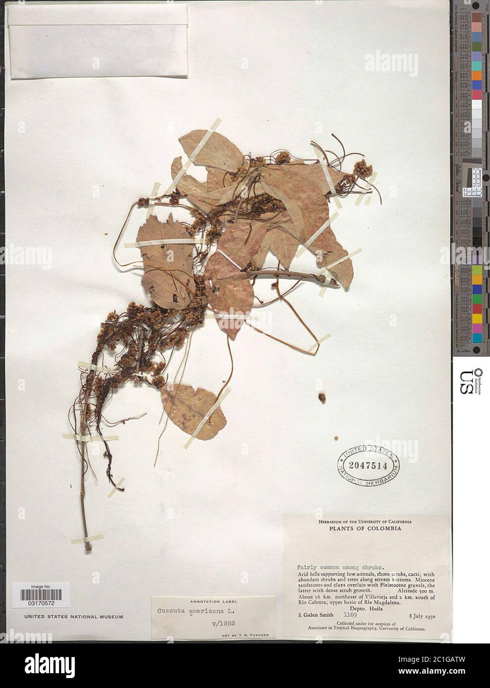 Cuscuta americana Banque de photographies et d’images à haute ...