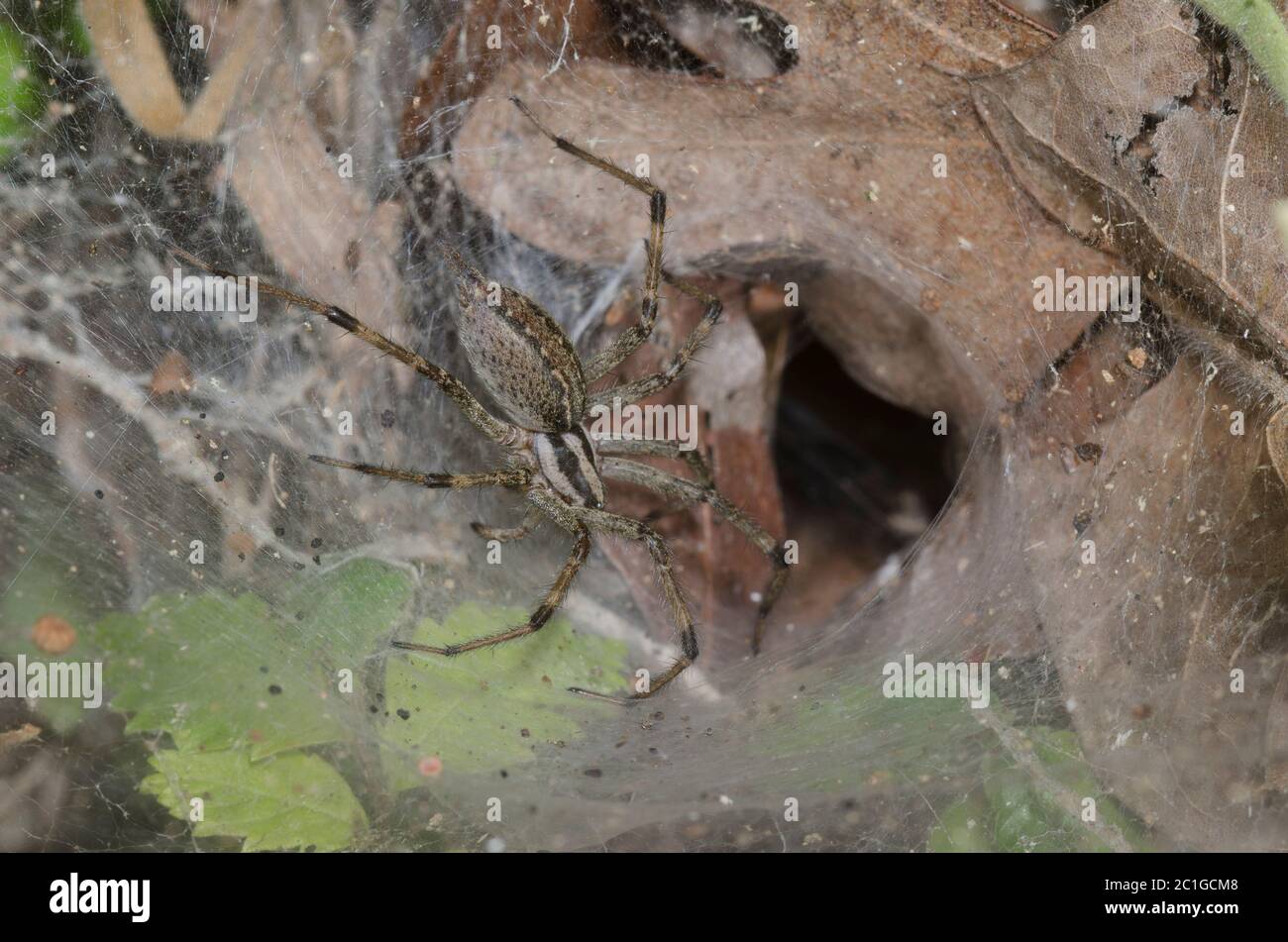 Famille agelenidae Banque de photographies et d’images à haute ...
