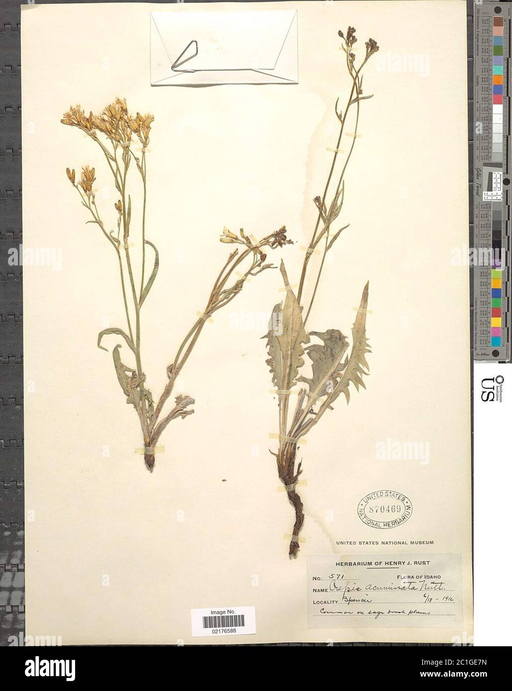 Crepis acuminata Banque de photographies et d’images à haute résolution ...