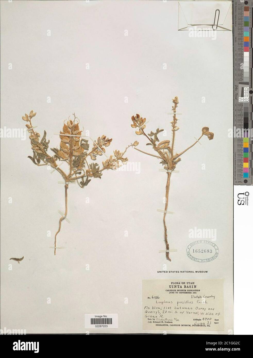Lupinus pusillus Banque de photographies et d’images à haute résolution ...