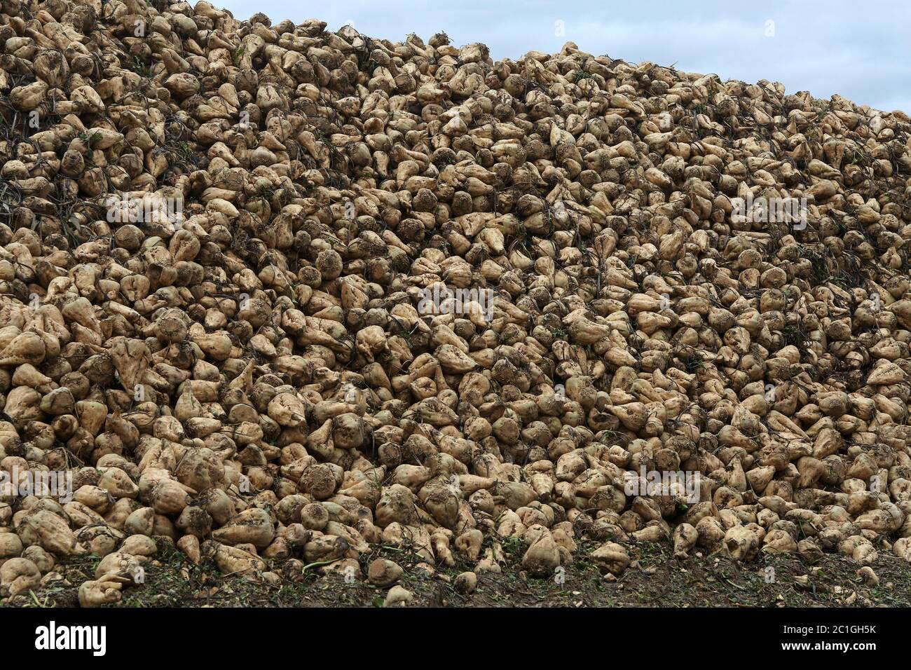 Betteraves sucrières Banque de photographies et d’images à haute ...