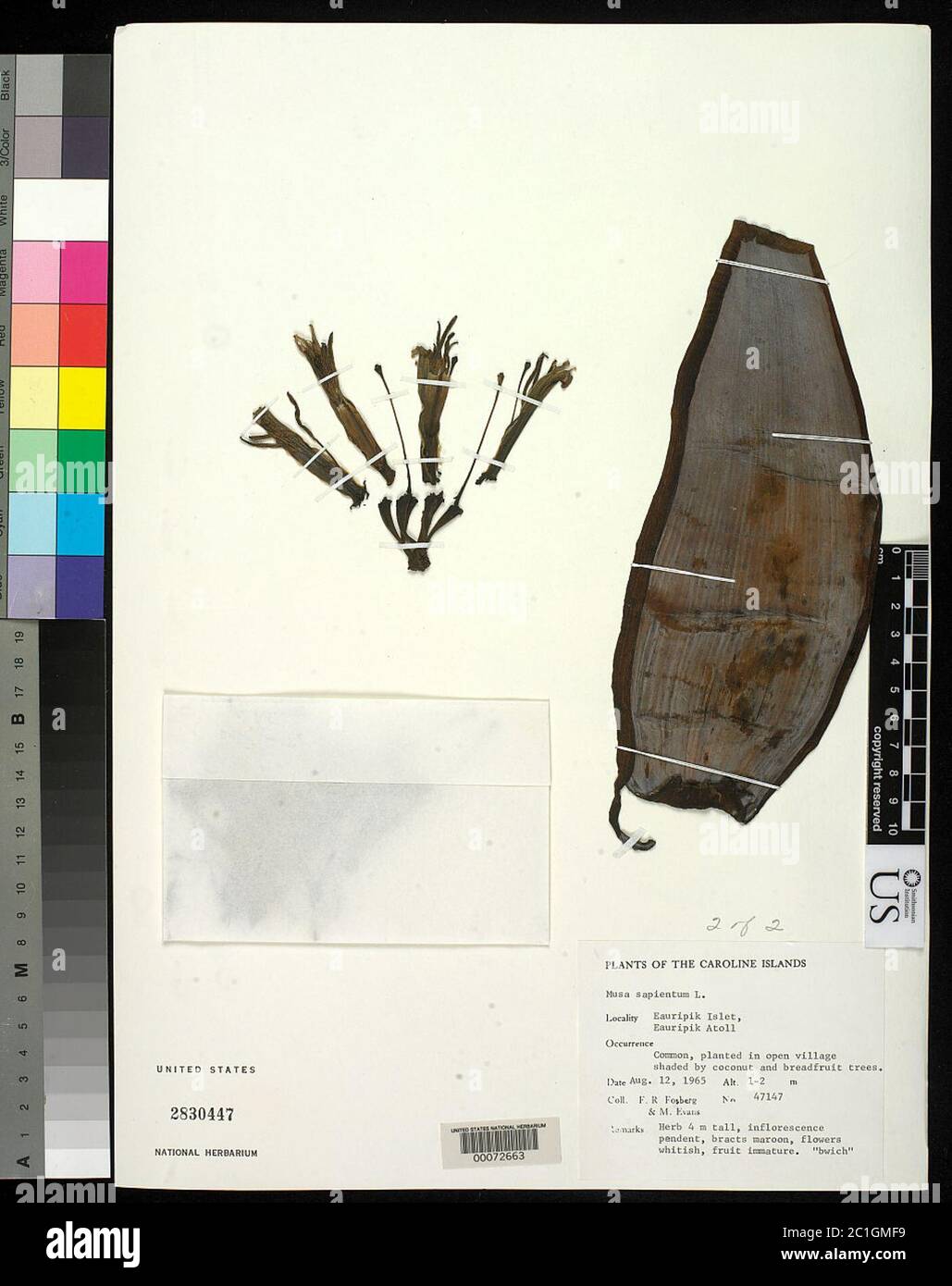 Musa sapientum Banque de photographies et d’images à haute résolution ...
